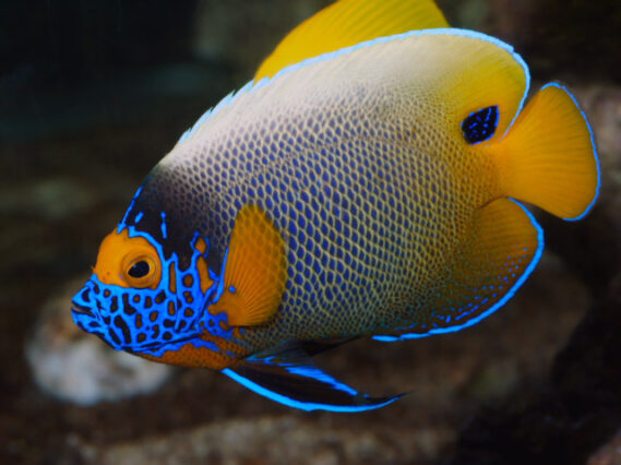 Saltwater Gallery – Exotic Aquatic