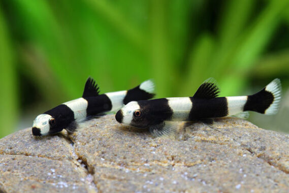 Saltwater Gallery – Exotic Aquatic